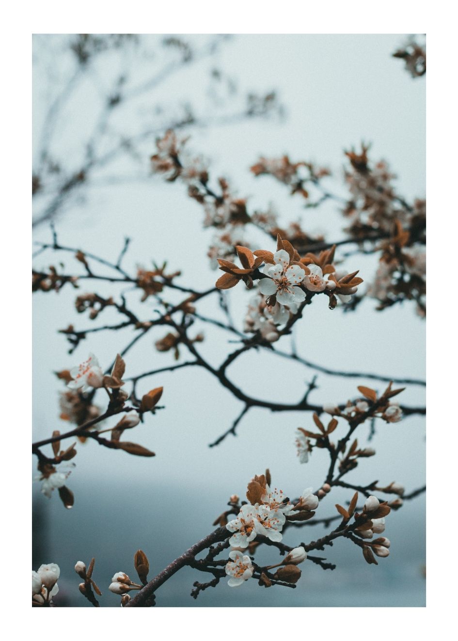 Cherry Blossom - Edición Limitada | Studio Malek